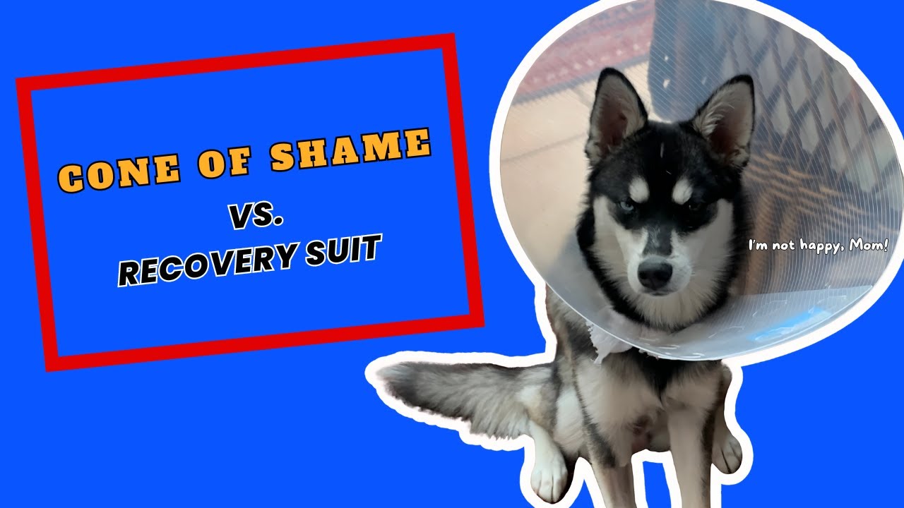 Dog Recovery Suit Review: A Better Alternative to a Cone for a Dog? My ...