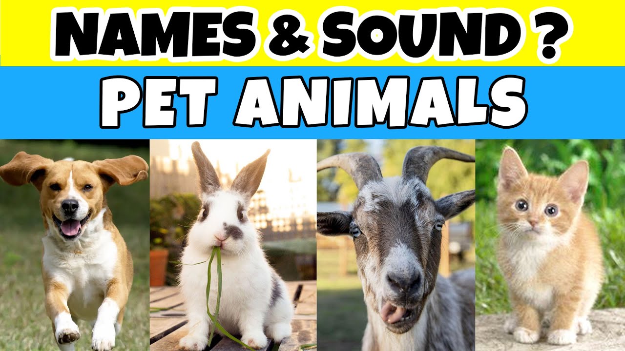 Learn Names of Pets | Pet Animals & Sound for kids #learnanimals # ...