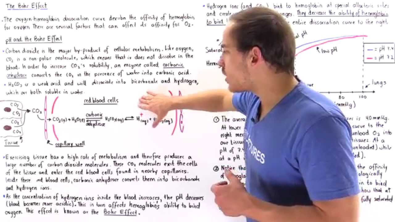 Hemoglobin and Bohr Effect - YouTube