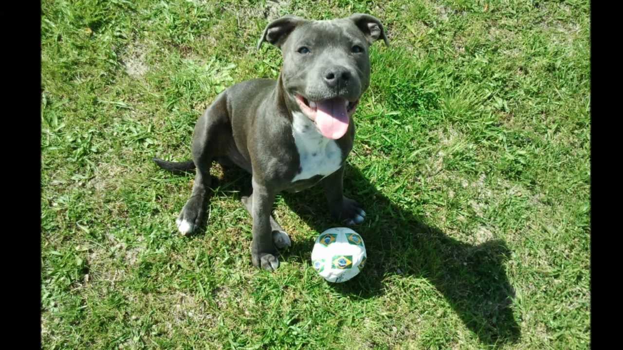 Staffordshire bull terrier - Play with a ball - Jah is Love - YouTube