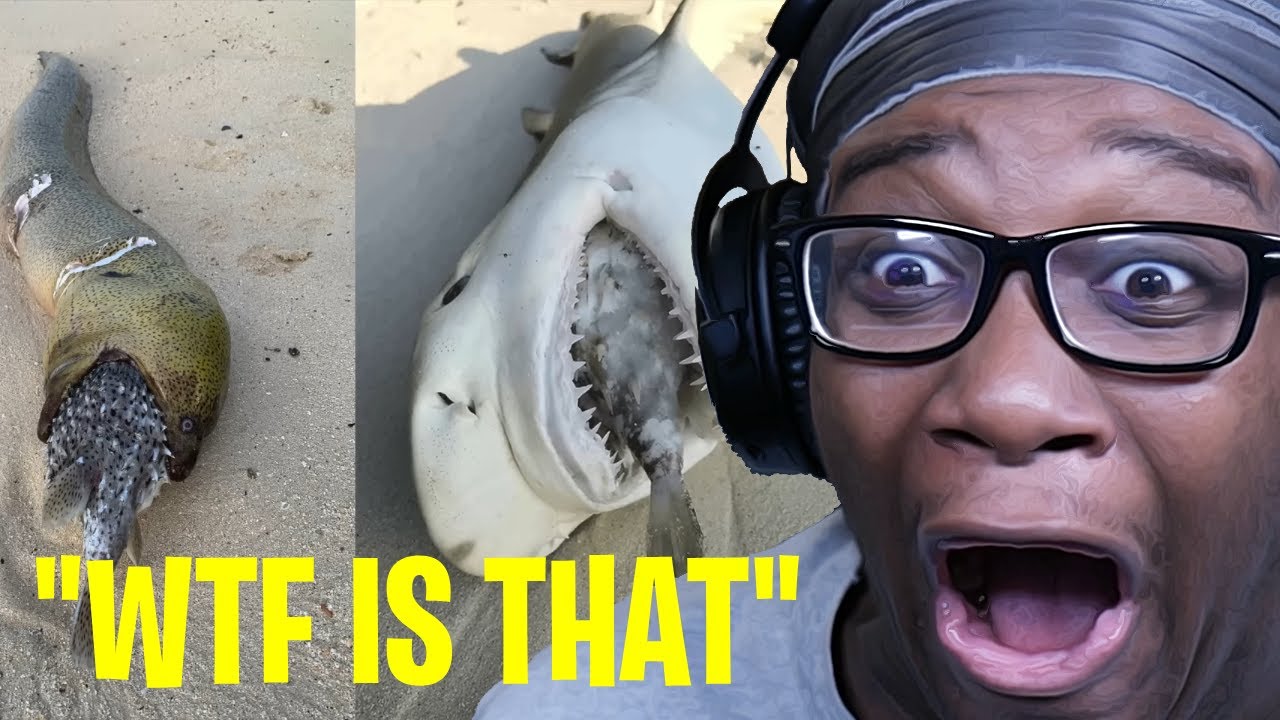 You Won't Believe the Terrifying Fish That Belong in a Horror Movie ...