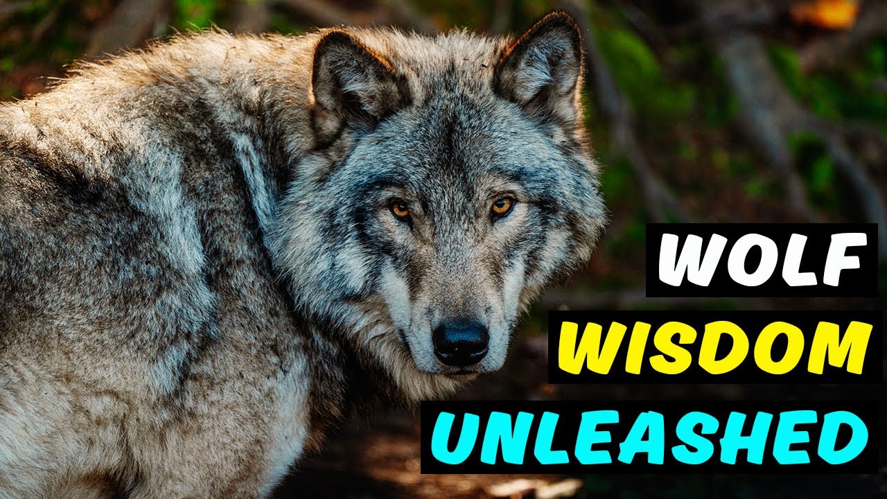 Wolf Wisdom Unleashed: A Deep Dive into the Enigmatic World of Wolves ...