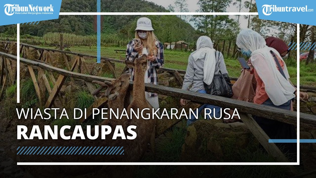 Penangkaran Rusa di Rancaupas, jadi Tempat Favorit untuk Wisata dan ...