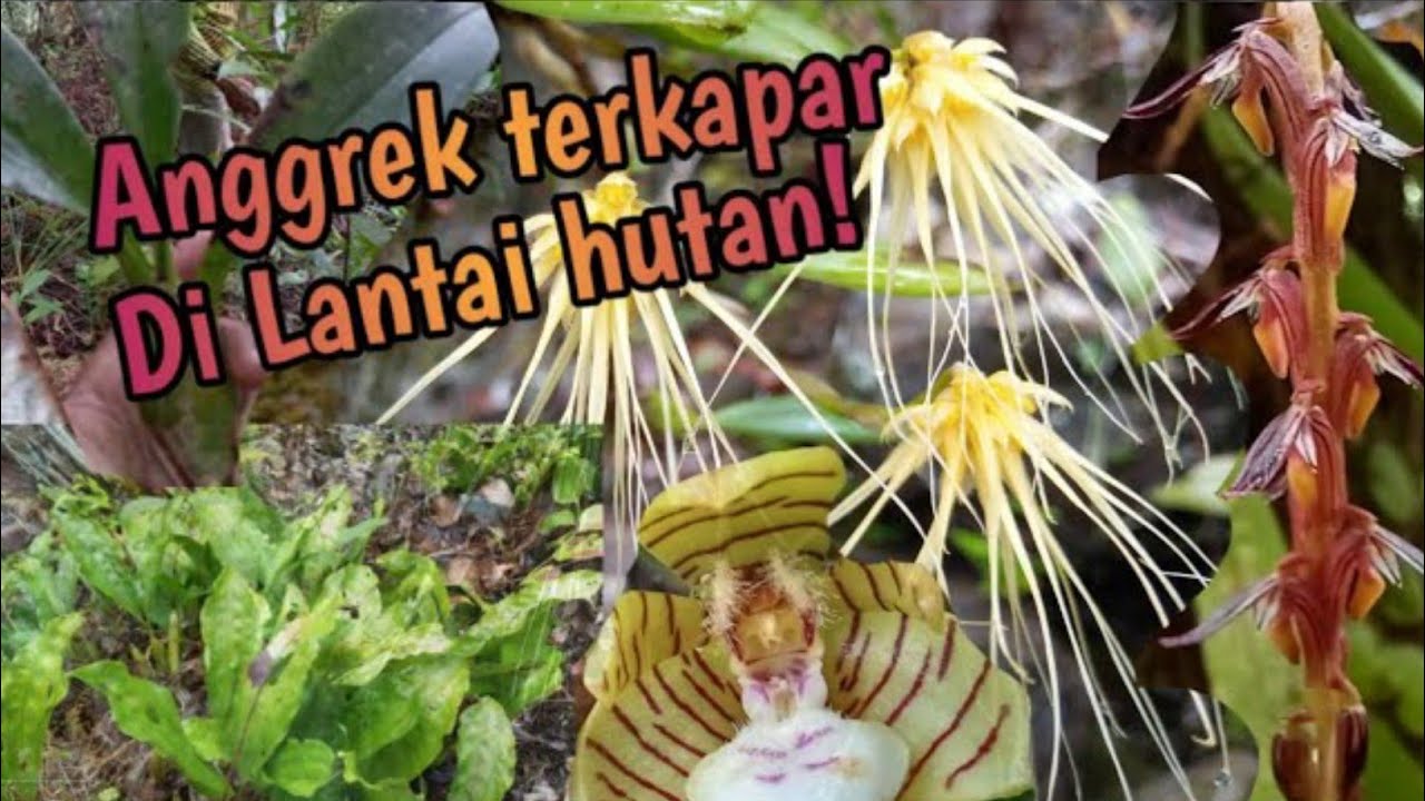 Habitat anggrek hutan kalimantan||Rosid Orchid. #Anggrekhutan # ...