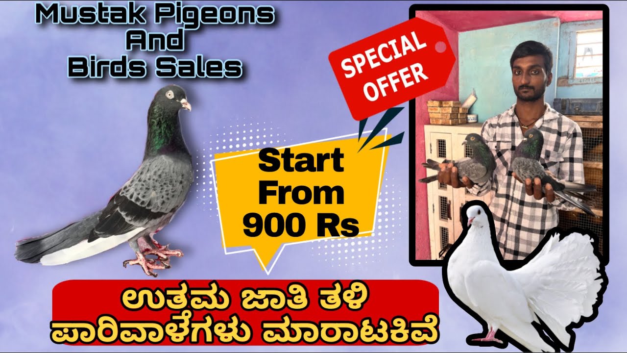 Mustak Pigeon Birds Sales 2024 | Original Blood Line Pigeons Sales ...