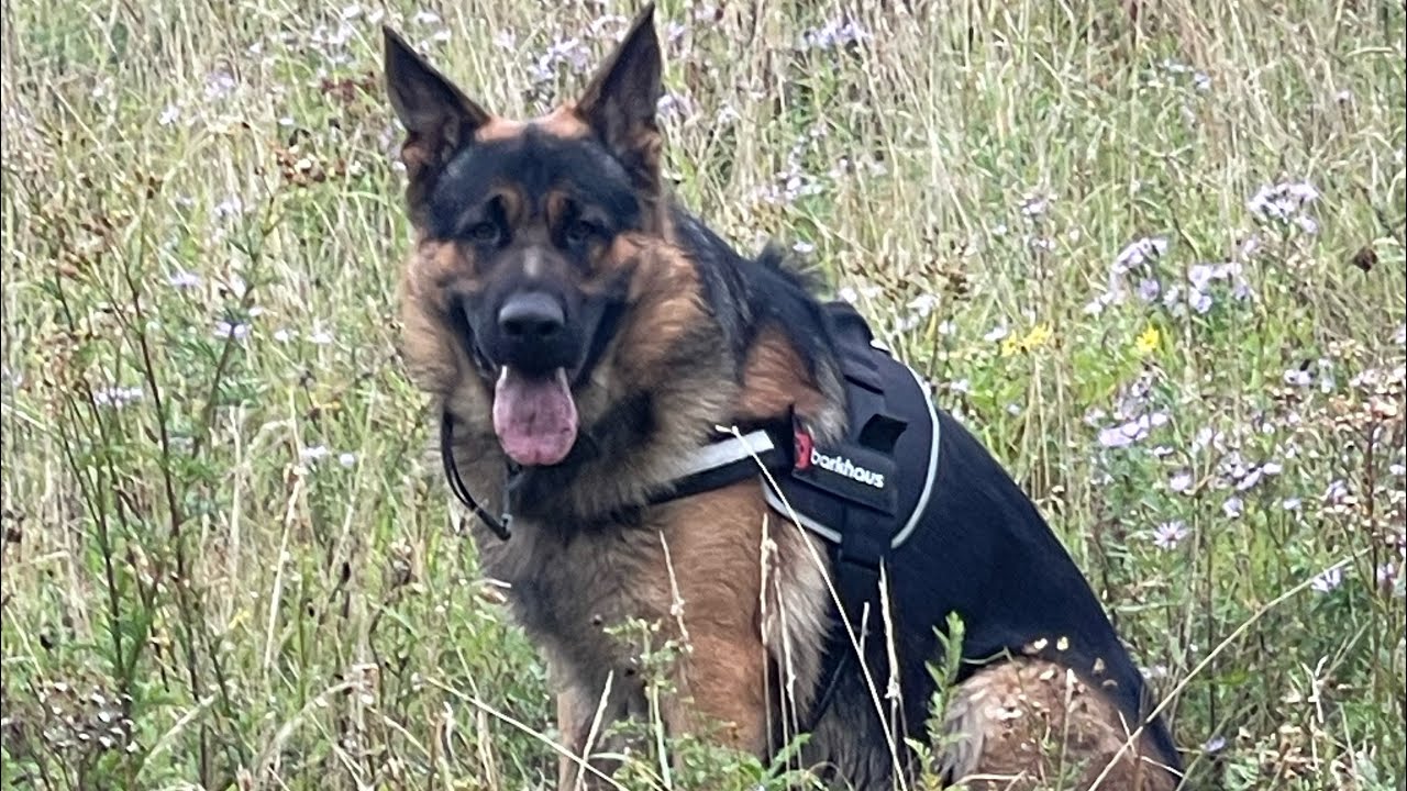 Maggie Zimba Dexter walkies 🧡 - YouTube