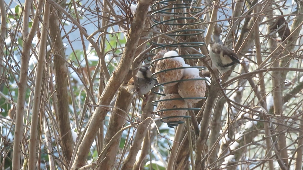 Sparrows fighting over food - Garda, Lake Garda, Italy - YouTube