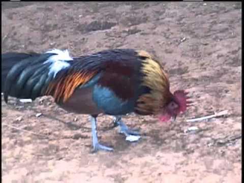 Laos Red Jungle fowls(qaib qus Nplog teb) - YouTube