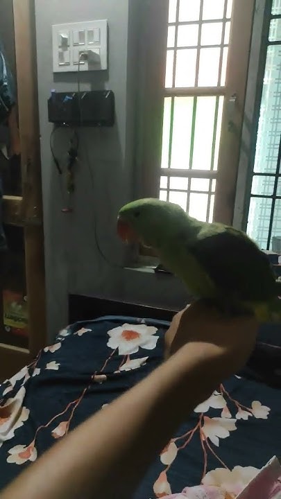 chlo ghumna #alexander #parrot #viral #shots - YouTube