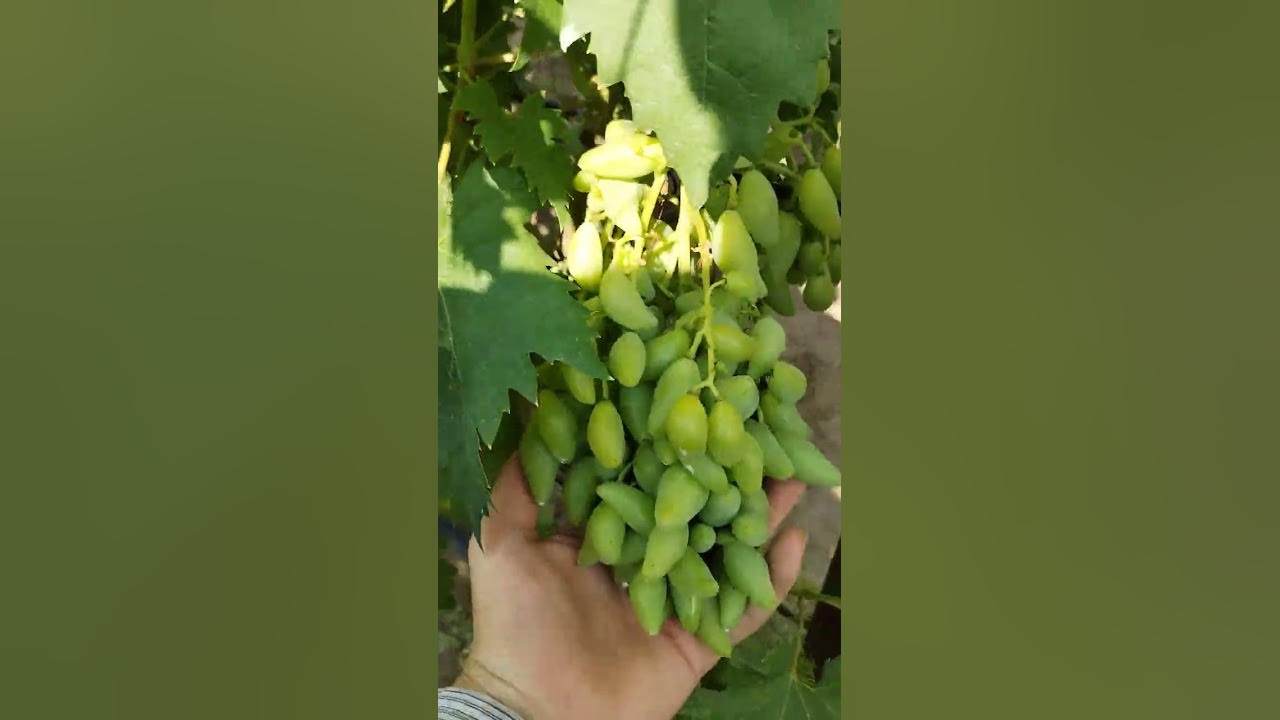 Виноград Памяти Учителя, Дубовский Розовый на 15 июля. - YouTube