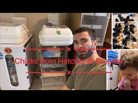 Hatching & Sexing Chicks - Best Incubator (GQF 1500 Professional & 1502 ...