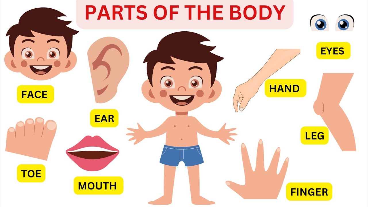 Parts of Body | Learn Parts of Body Name | Learn Parts of Body in ...