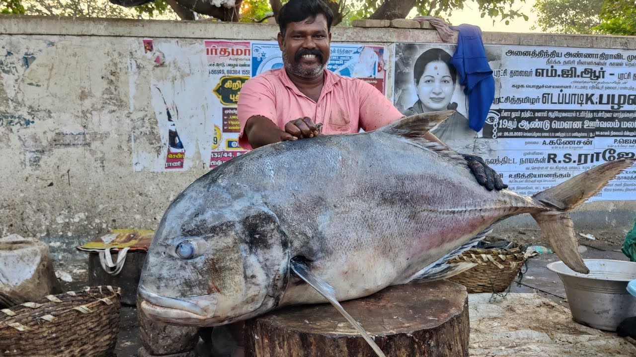 40KG HUGEGIANT TRAVELLY FISH | பெரிய பாறை மீன் | IN KASIMADU | HD VIDEO ...