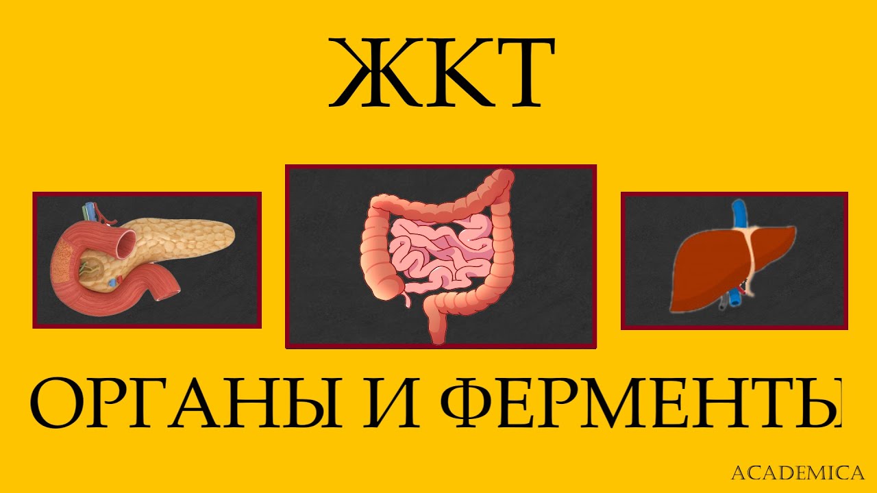 ЖКТ. Строение. Ферменты. - YouTube