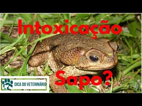 Intoxicação por Sapo, Quais as Preocupações e O Que Fazer ? - Dica do ...
