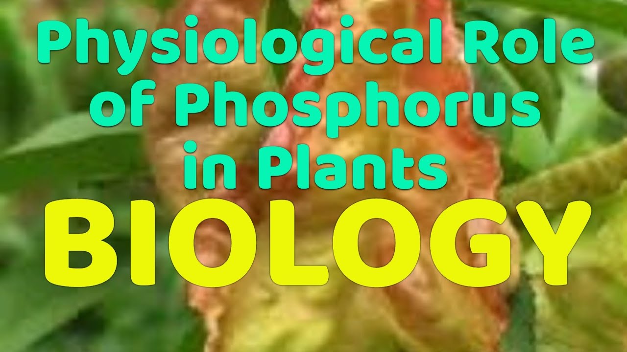 Physiological Role Of Phosphorus In Plants | Deficiency Symptoms ...