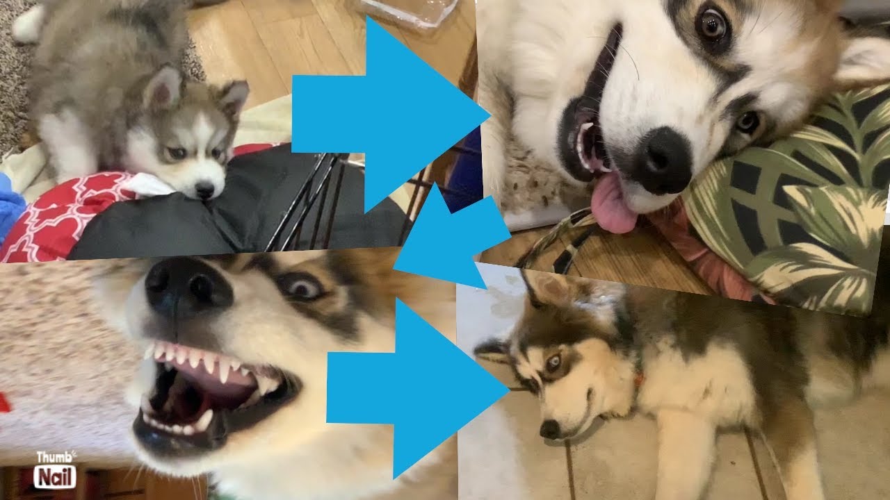 My husky’s best videos 1month 7 months!!! - YouTube