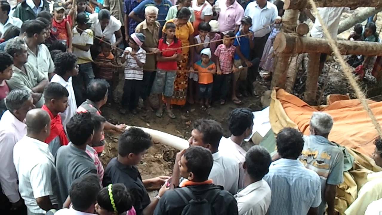 Millangoda Elephant - YouTube