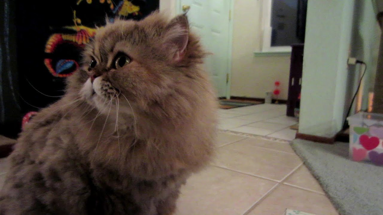13 07 06 Persian kitty, Gypsy Rose, in trouble again - YouTube