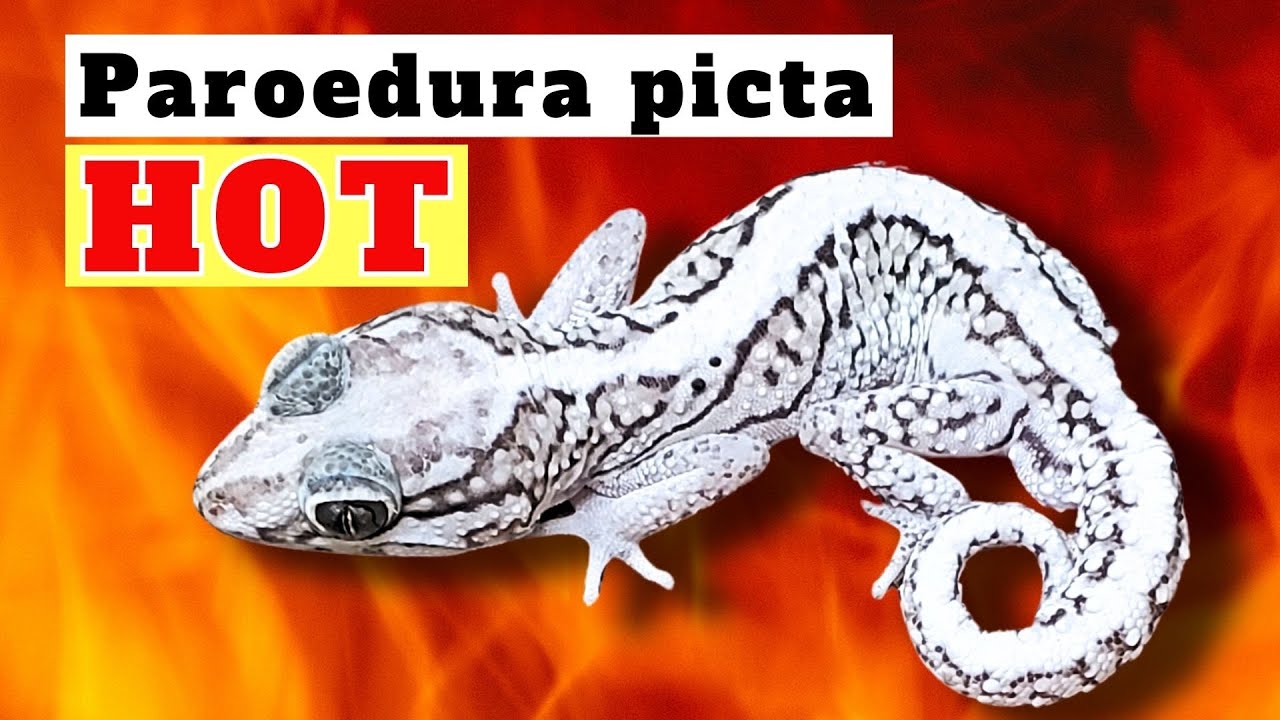 Paroedura picta - A Super Hot Gecko in the Hobby Right Now - YouTube