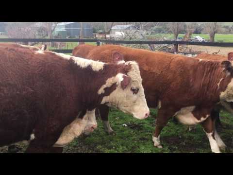 Simmental Heifers with Angus Calves at Foot, 35x35 - Molyullah, Vic