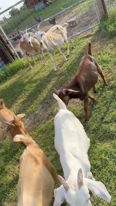Good morning Goats - YouTube