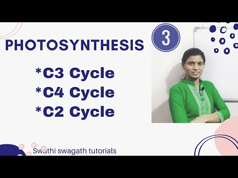 Part 3| photosynthesis |C3 Cycle|C 4 cycle|C2 cycle|Calvin cycle - YouTube