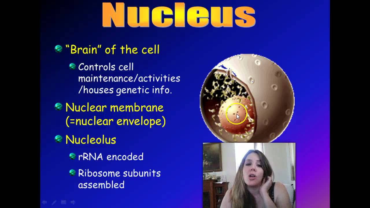 Inside the Cell!!! - YouTube