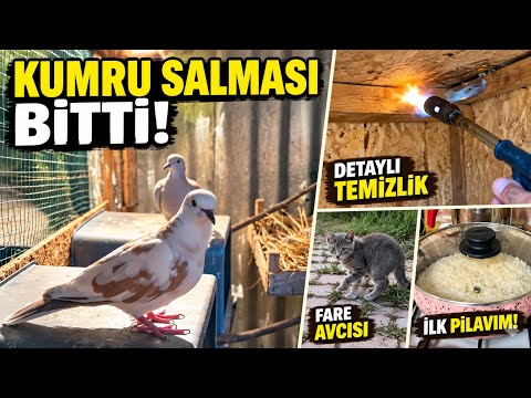 Kumru Salması Bitti💯 Kümeslere Detaylı Temizlik 🧼😻Kulak Tam Bir Fare Avcısı🐀 Hayatımda İlk Pilavım 🍚