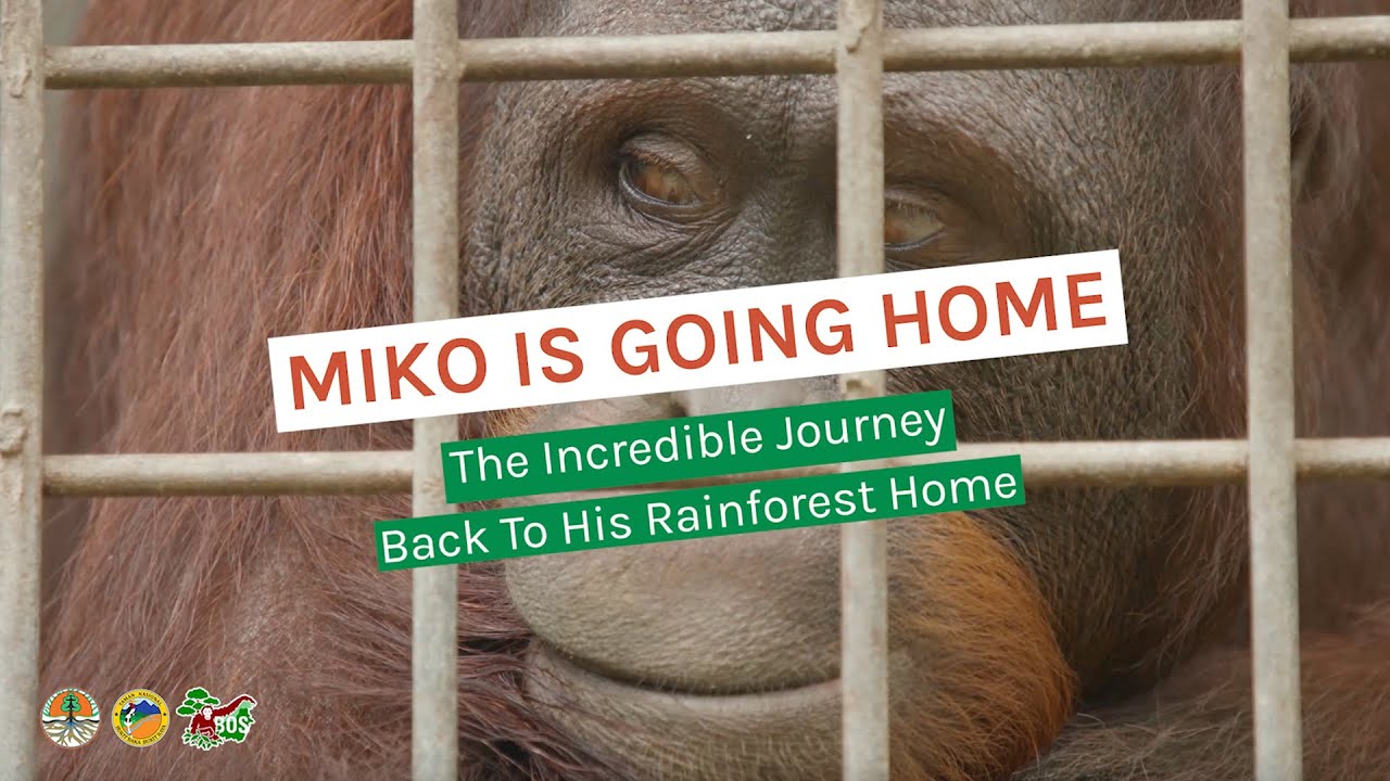 MIKO STARTS A NEW LIFE IN THE WILD - YouTube