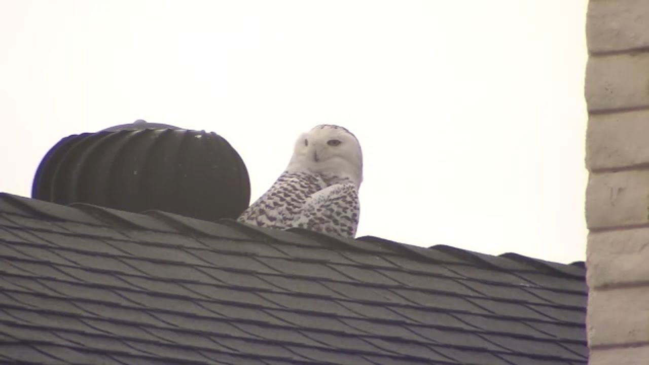 Rare snowy owl sighting in Orange County stuns community - YouTube