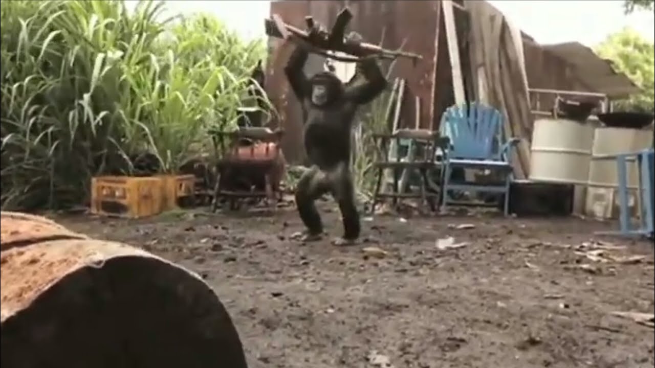 Monkey gun fire AK-47 in West solder - YouTube