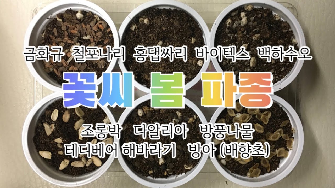 꽃씨파종방법 씨앗파종하기 좋은 시기인 봄이 왔어요 봄에 뿌리는 씨앗 10종 포트파종 Youtube