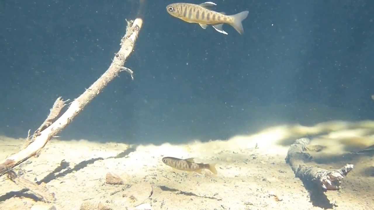 Wild Coho Salmon in Willow Creek. August 2013 - YouTube