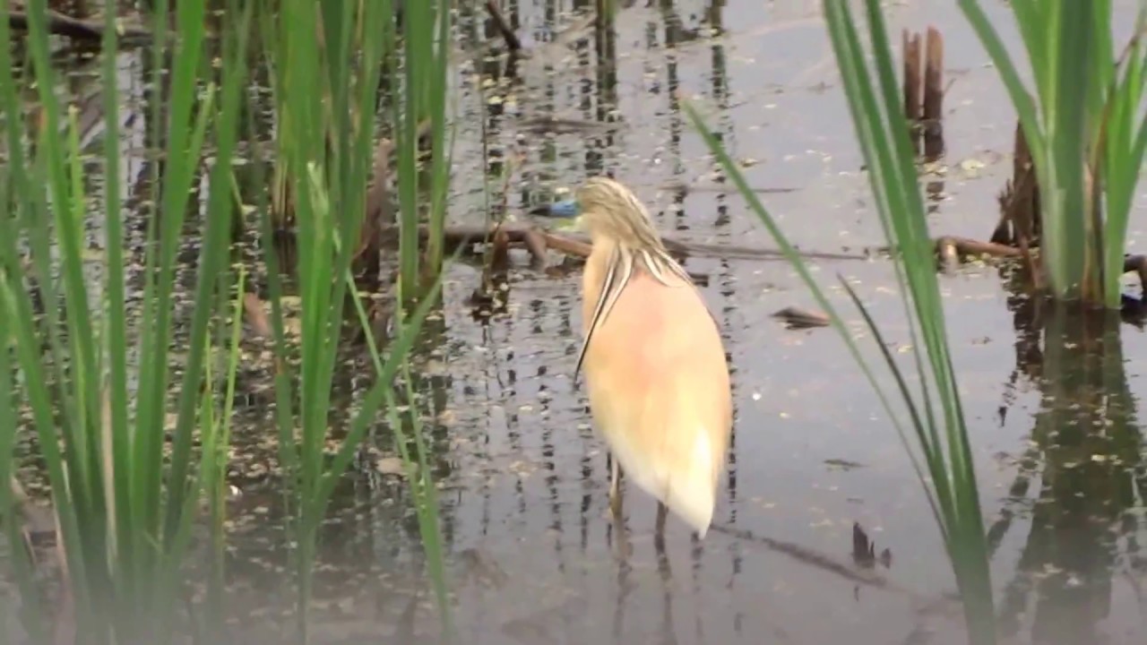 Starcul galben - Ardeola ralloides - YouTube