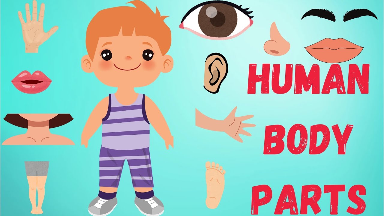 Body Parts / Human body parts Name For Kids /Body Parts Name /Parts Of ...