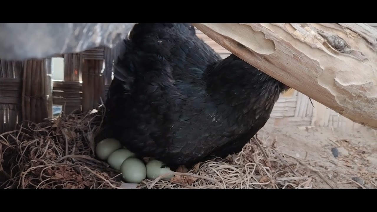 La gallina de los huevos verdes empollando 🥚🥚 - YouTube