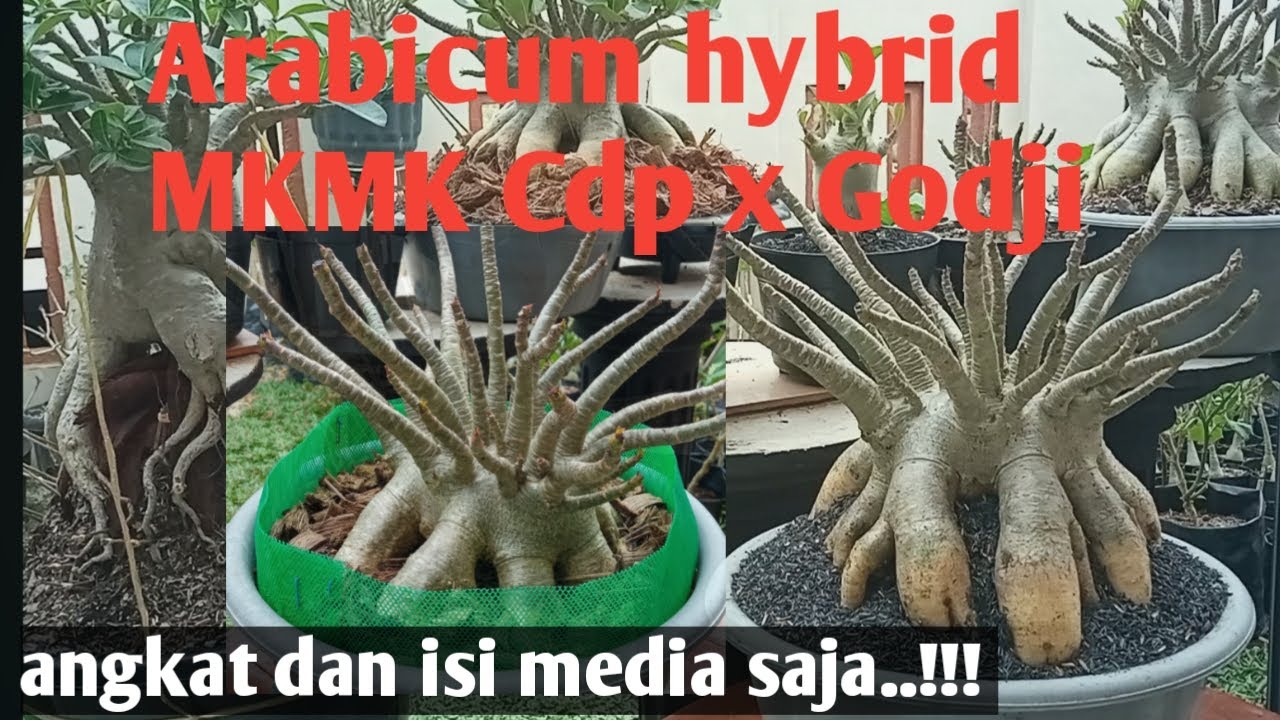 Mengangkat akar adenium dan menambah media | Arabicum MKMK x CDP x ...