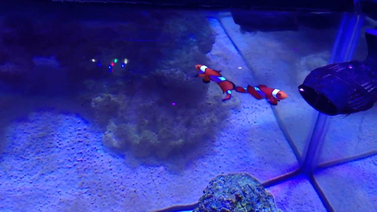Clownfish eating - YouTube