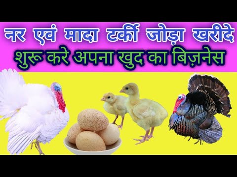 Turkey Male and female available # टर्की नर व मादा जोड़े से खुद का ...