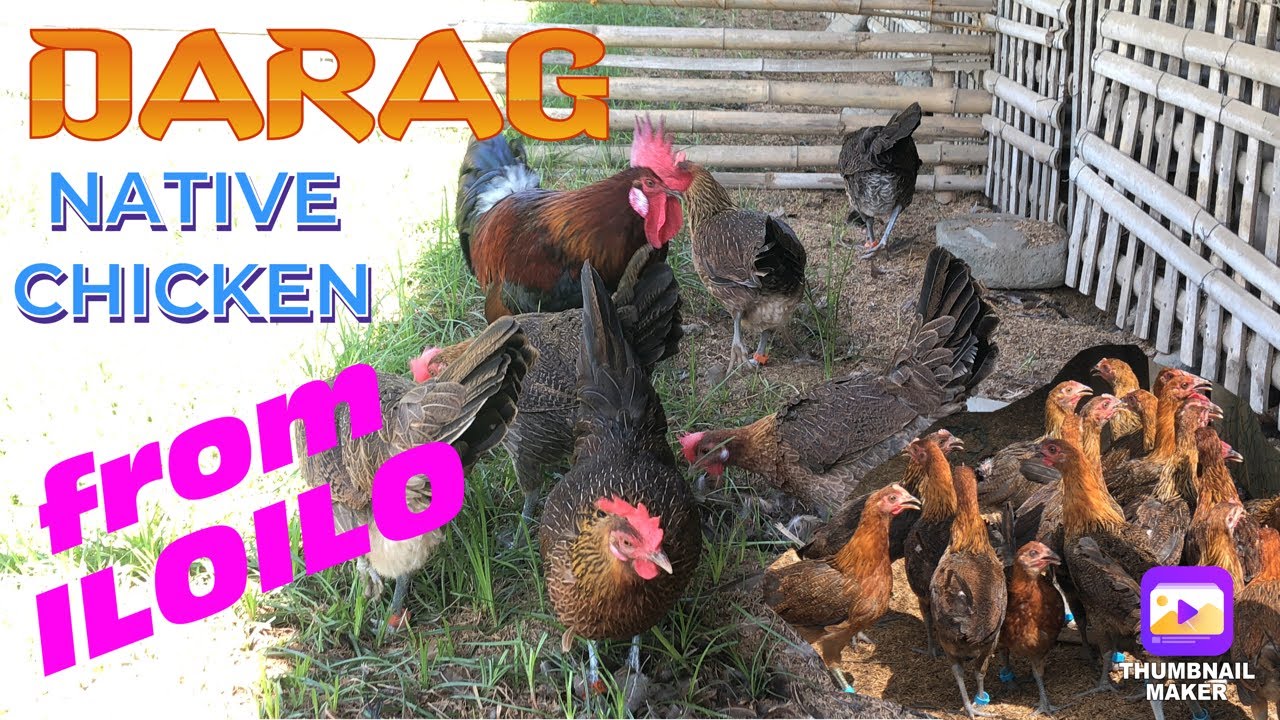 DARAG CHICKEN BREEDER FROM SAN JOAQUIN ILOILO | CERTIFIED PURE DARAG ...