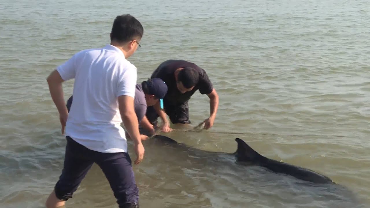 Beached "big fish" rescued in China's Zhejiang - YouTube