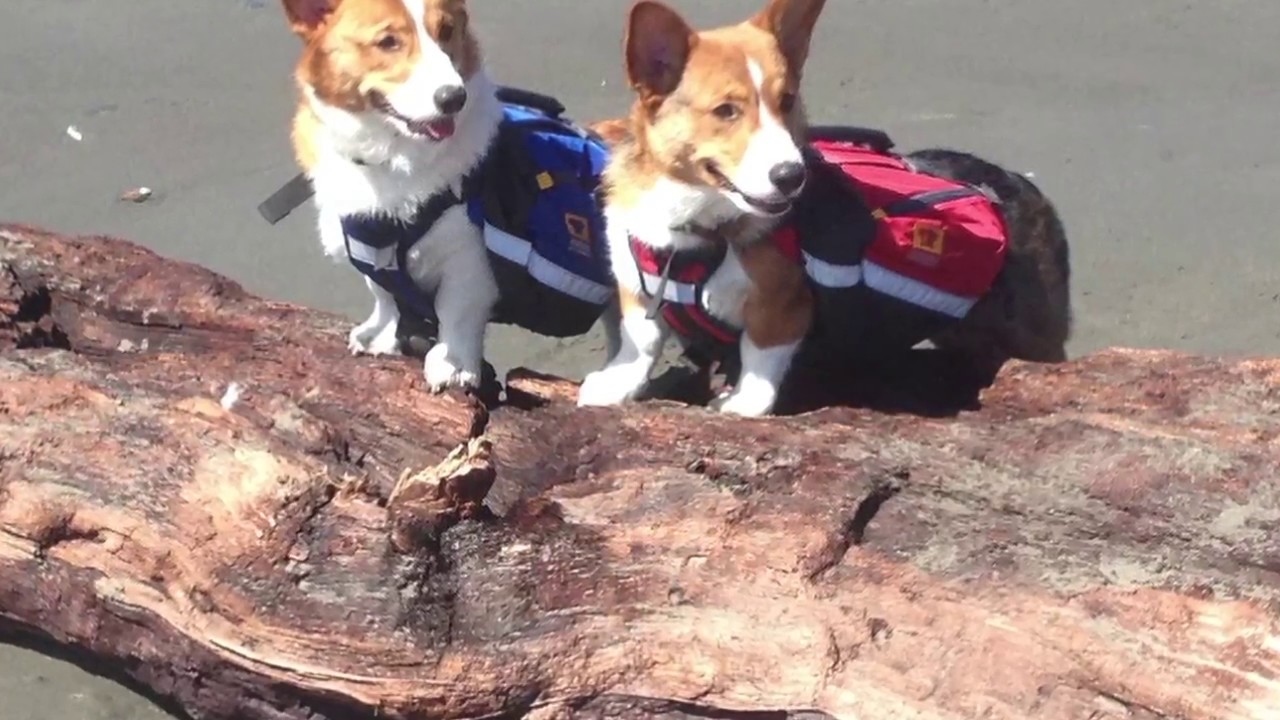 Camping with Corgi's Intro - YouTube
