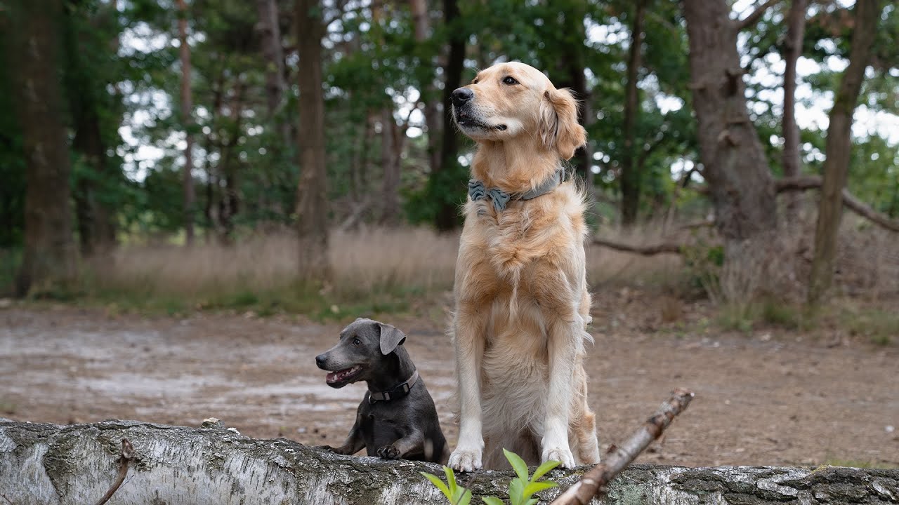 Jack Russell & Golden Retriever | My Next Dog - YouTube