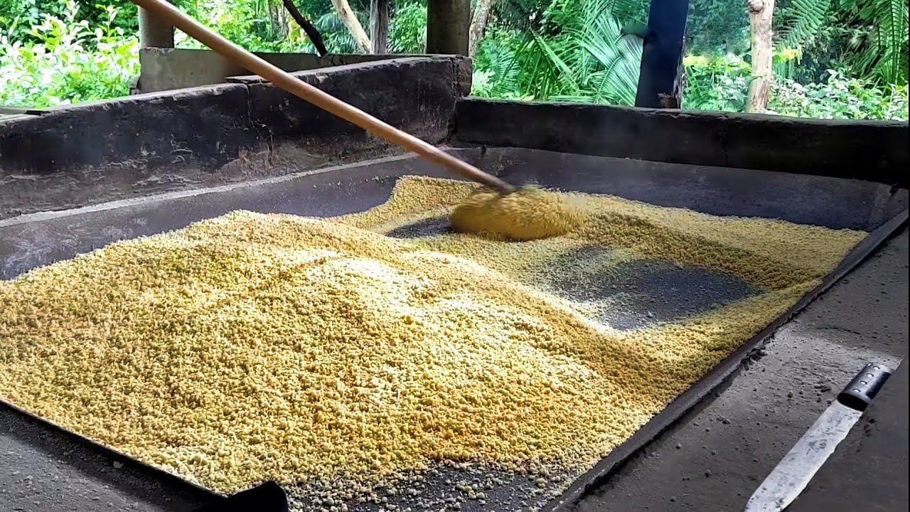 Fazendo Farinha De Mandioca A Famosa Farinha D gua Ou Farinha De Puba fazendo-farinha-de-mandioca-a-famosa-farinha-d-gua-ou-farinha-de-puba