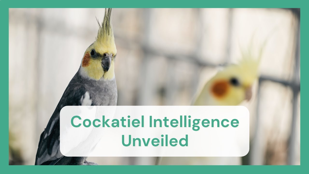Cockatiel Intelligence Unveiled | Dr Cockatiel - YouTube