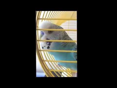 Allahu Ekber diyen muhabbet kuşu