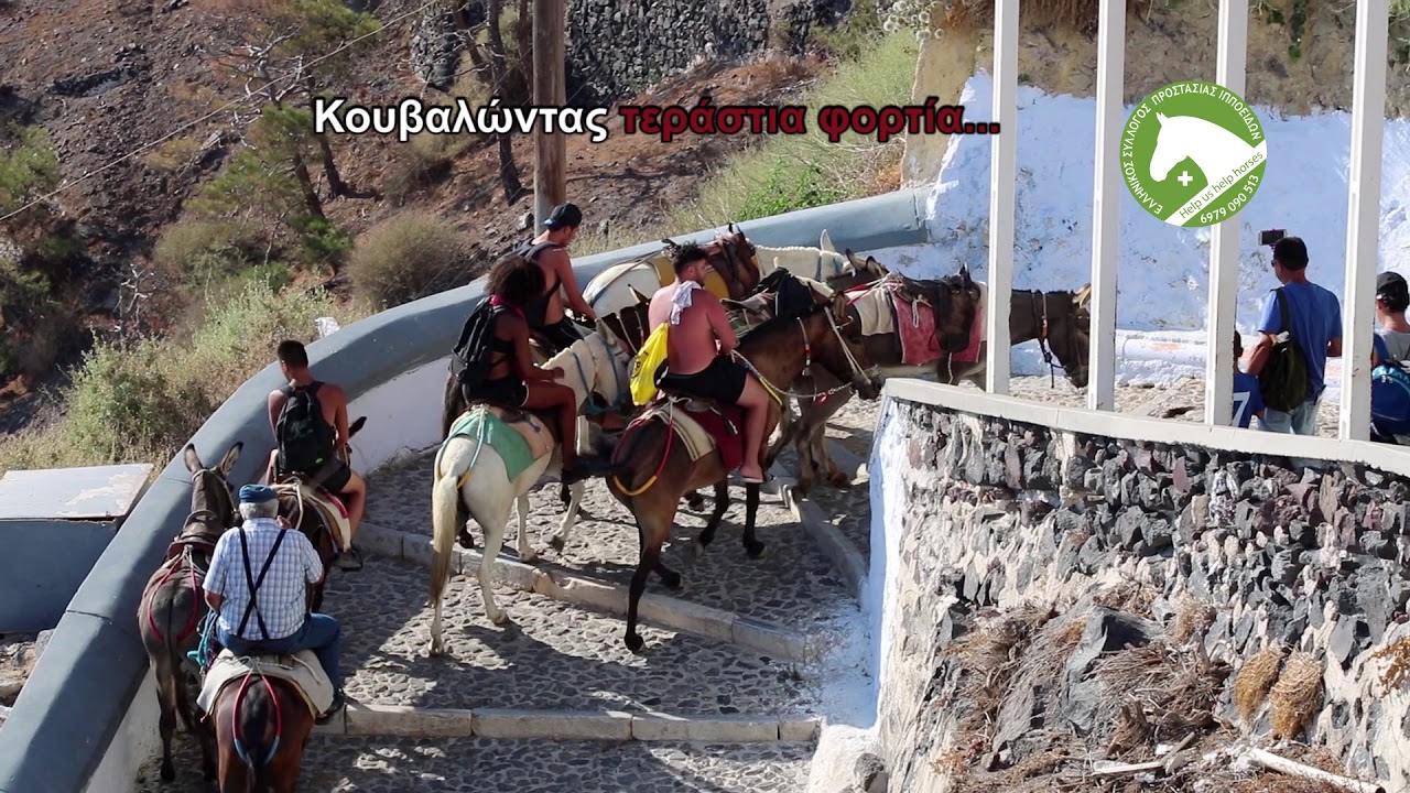 ΕΛΛΗΝΙΚΟΣ ΣΥΛΛΟΓΟΣ ΠΡΟΣΤΑΣΙΑΣ ΙΠΠΟΕΙΔΩΝ - ΛΕΜΕ ΟΧΙ ΣΤΗΝ ΚΑΚΟΠΟΙΗΣΗ ...