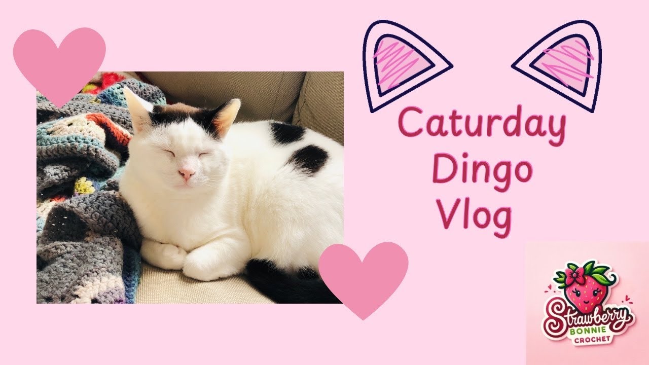 Happy Caturday! / Dingo Vlog / Cat Life / Spoiled Kitty - YouTube