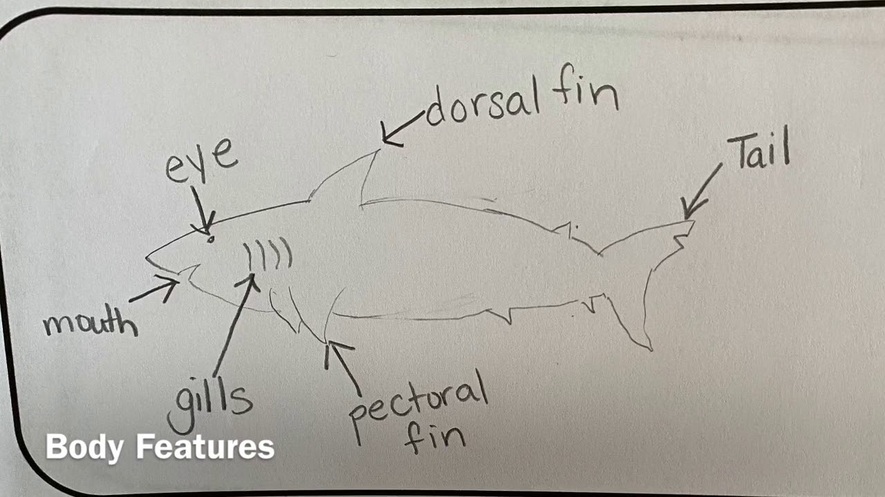 Animal Informational Writing Book - YouTube